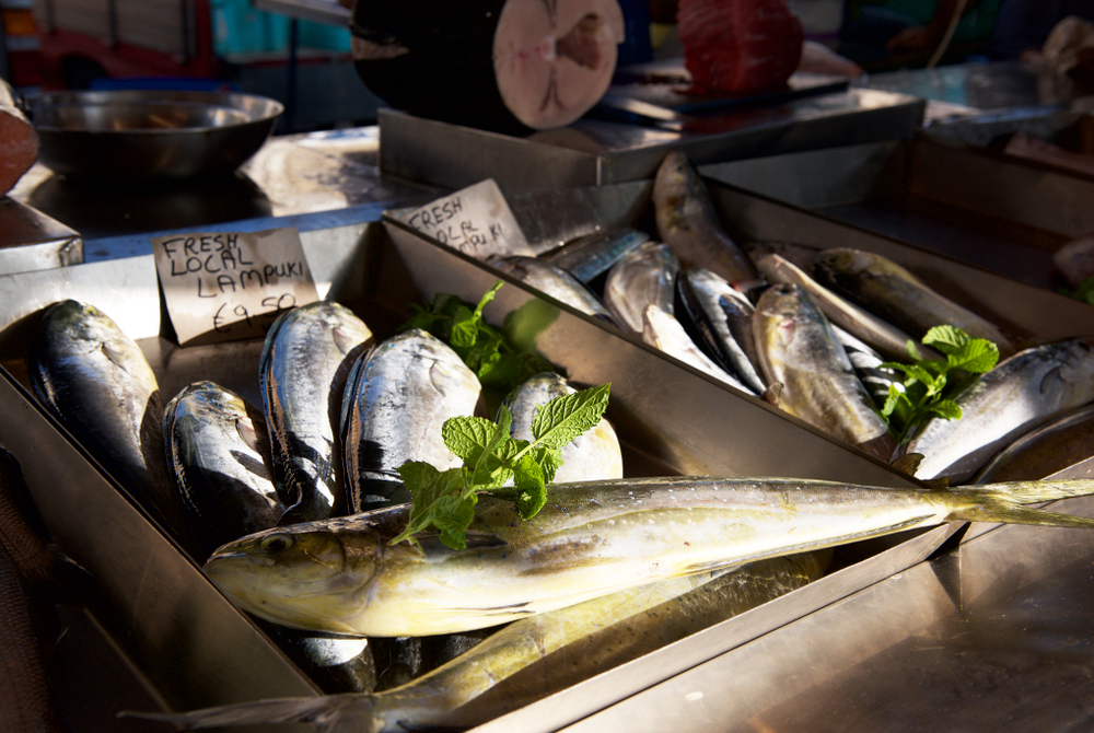 Lampuki: The golden treasure of the Maltese Mediterranean - Pilgrimaps