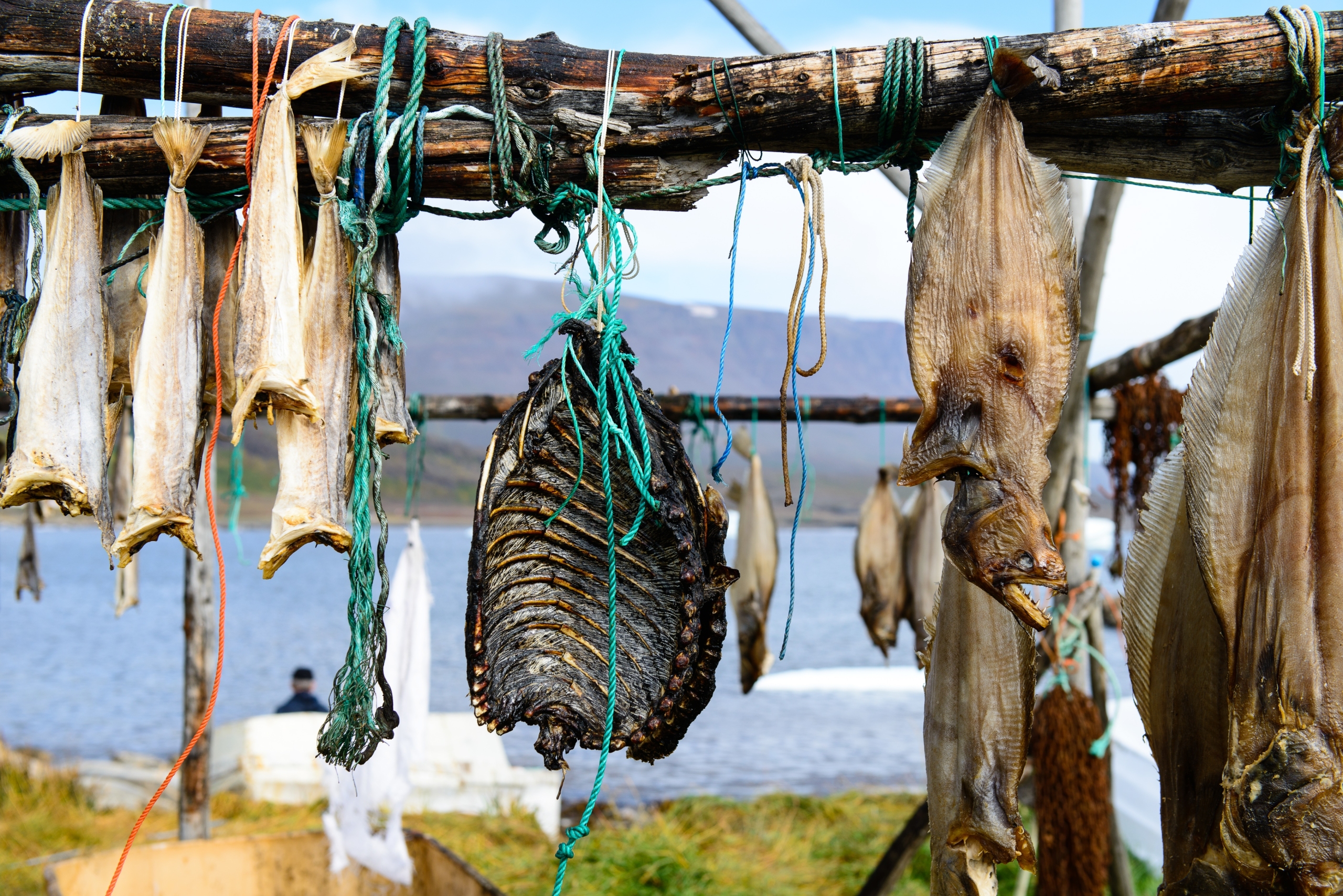 Greenland: Fermented birds inside a seal - Pilgrimaps